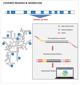 High-Resolution Bacterial identification through Whole 16s RNA Next ...
